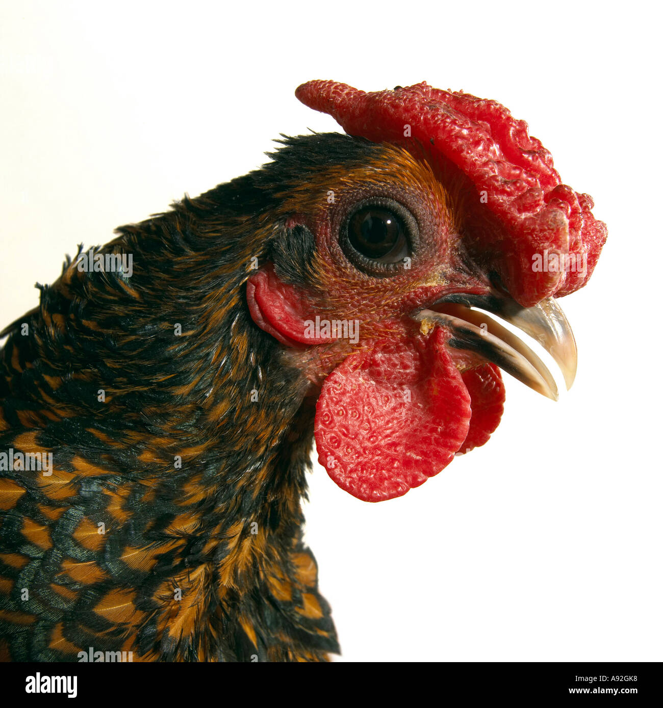 Golden Seabright Bantam Stock Photo - Alamy