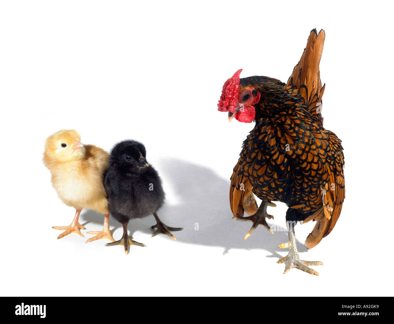 Golden Seabright Bantam High Resolution Stock Photography and Images ...