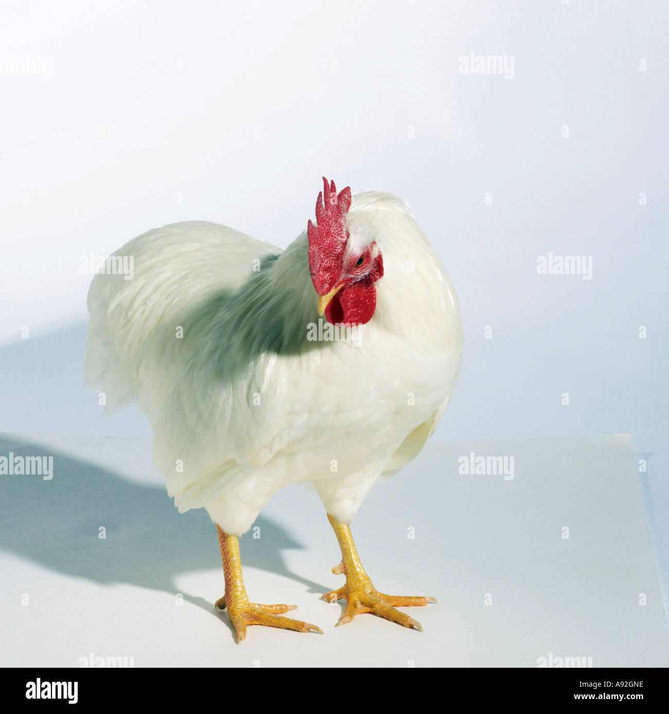 Plymouth rock rooster hi-res stock photography and images - Alamy