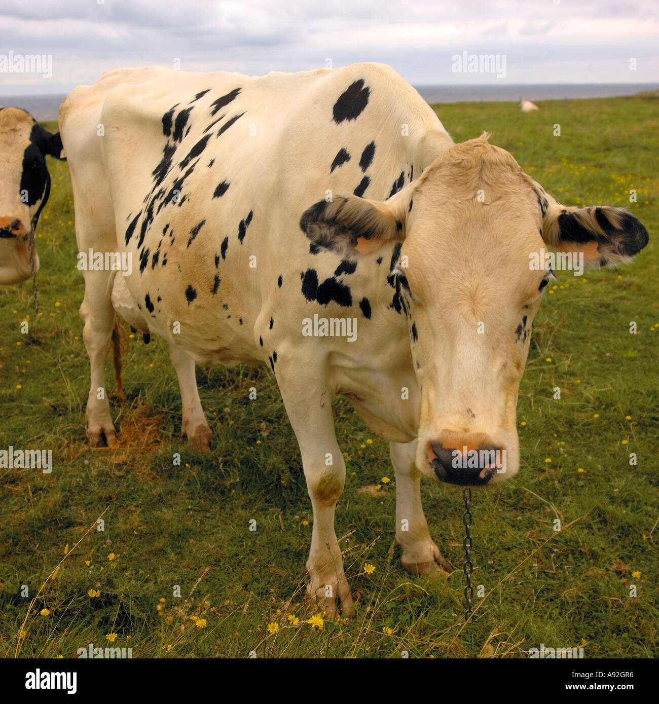 Face grass cloud stand hi-res stock photography and images - Alamy