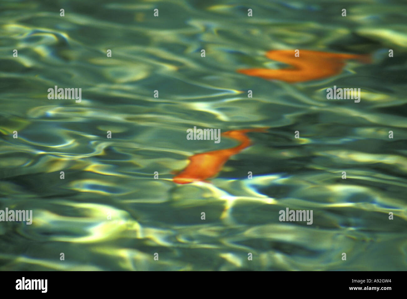 Two goldfish swimming in the sea Stock Photo - Alamy
