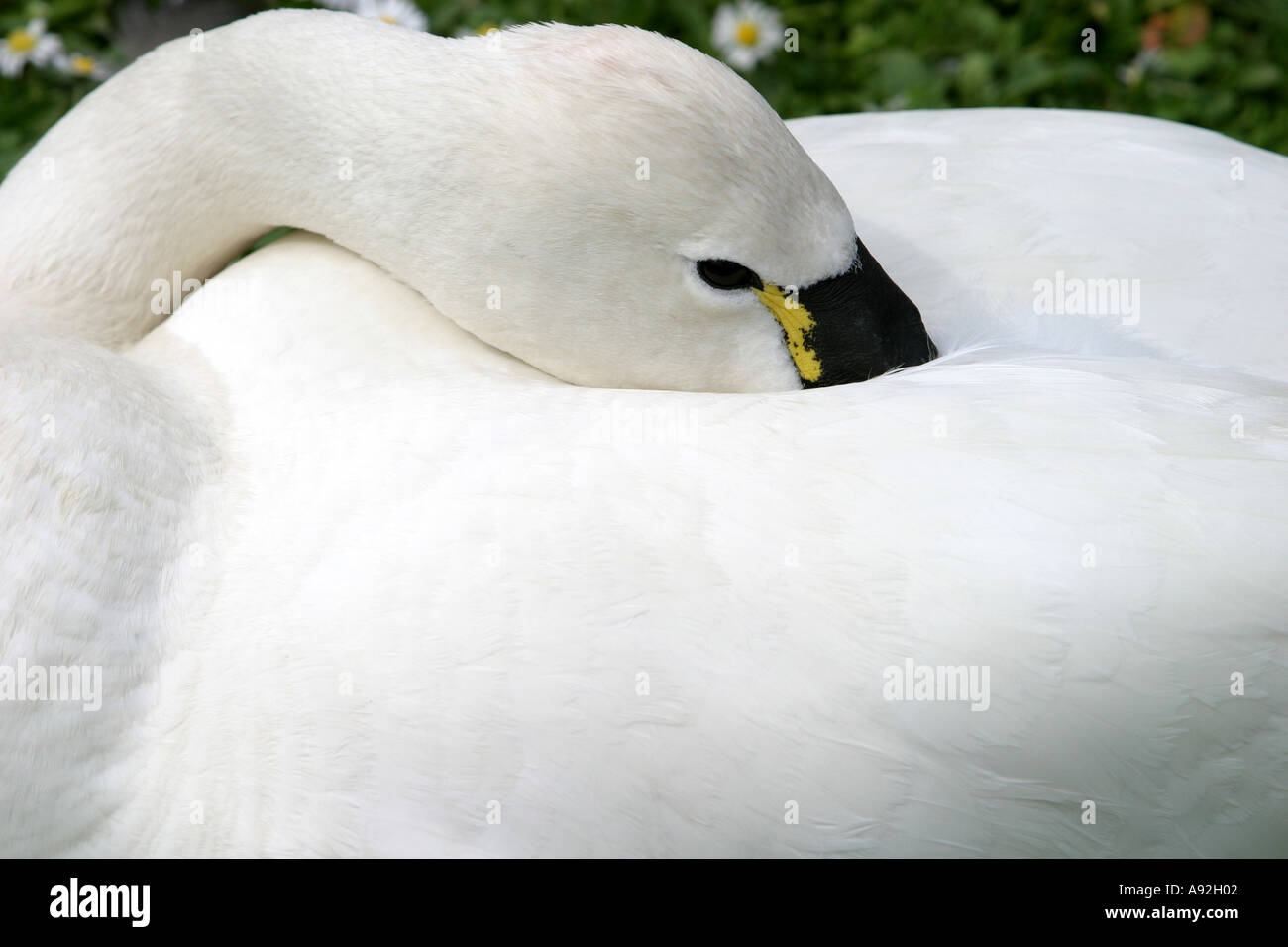 Head Tucked Under Wing High Resolution Stock Photography and Images - Alamy