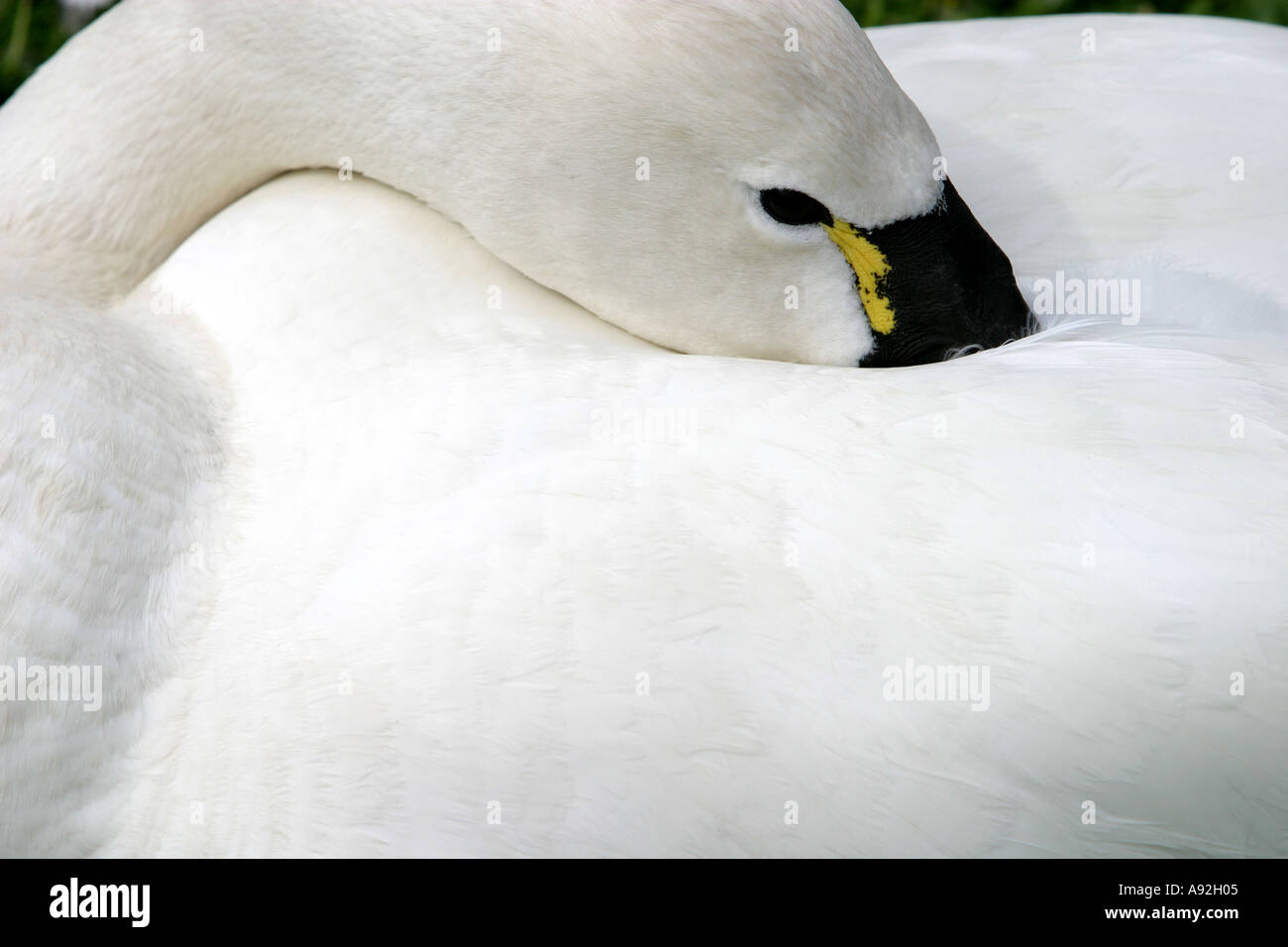 Resting whistling swan with head tucked under wing Stock Photo - Alamy