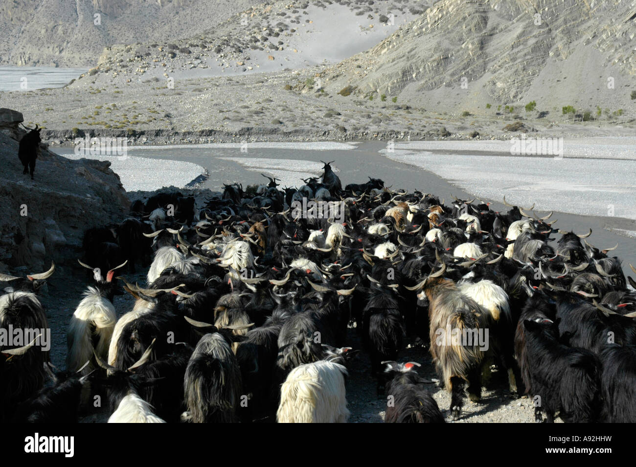 Herd of goats move into the Kali Gandaki River valley near Jomsom ...