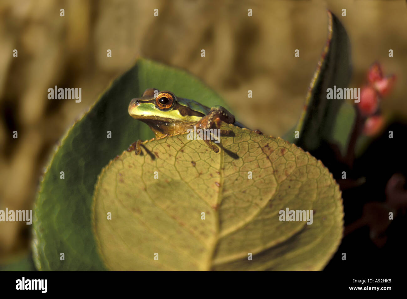 Frog holding leaf hi-res stock photography and images - Alamy