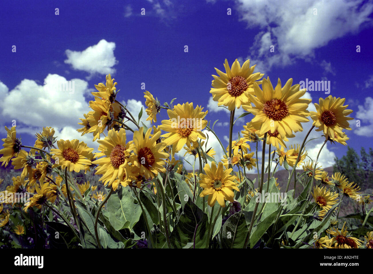 Yellow Arrowleaf Balsamroot Stock Photo - Alamy