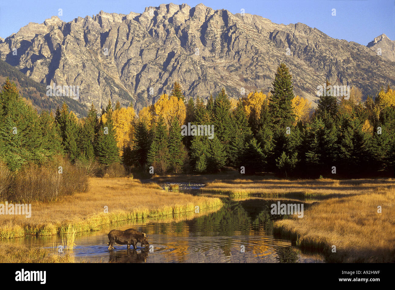Moose Grand Teton National Park Wyoming USA Stock Photo - Alamy