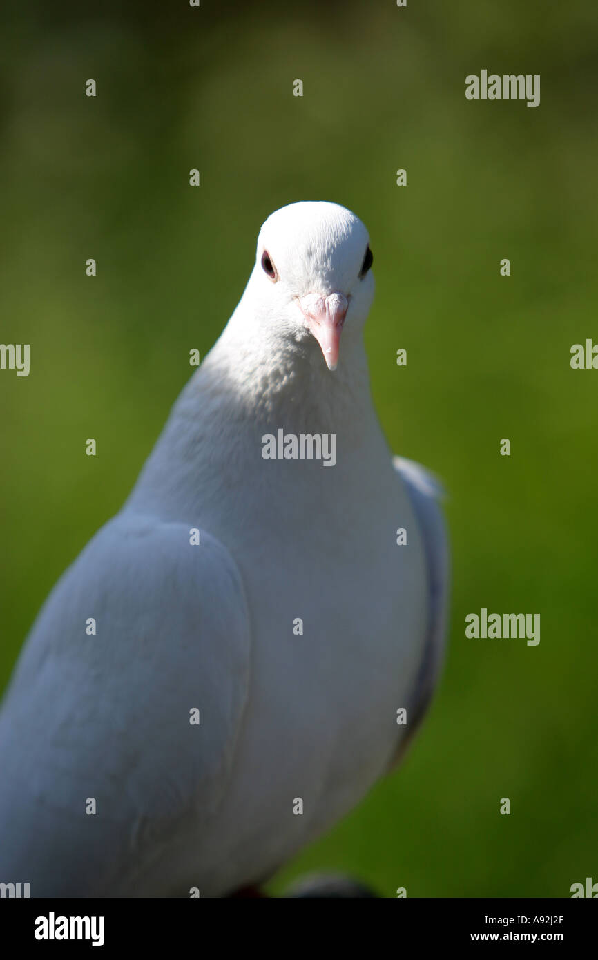 White dove in bright sunlight Stock Photo - Alamy