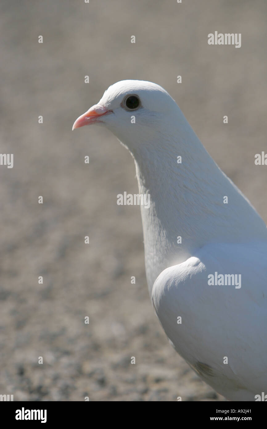 White dove in bright sunlight Stock Photo - Alamy