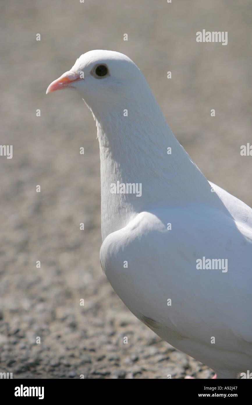 White dove in bright sunlight Stock Photo - Alamy