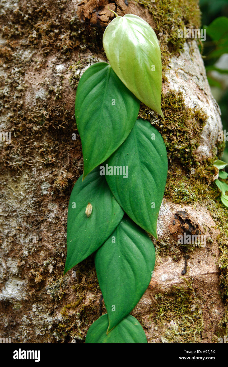 Leaf tendril, Amazon region, Brazil Stock Photo - Alamy