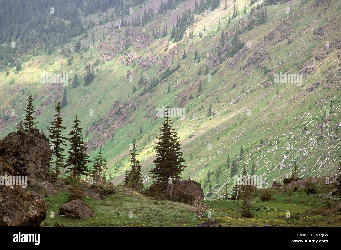 Olympic National Forest Washington USA Stock Photo - Alamy