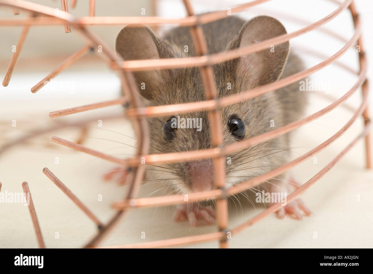 House mouse (mus musculus) in a trap Stock Photo - Alamy