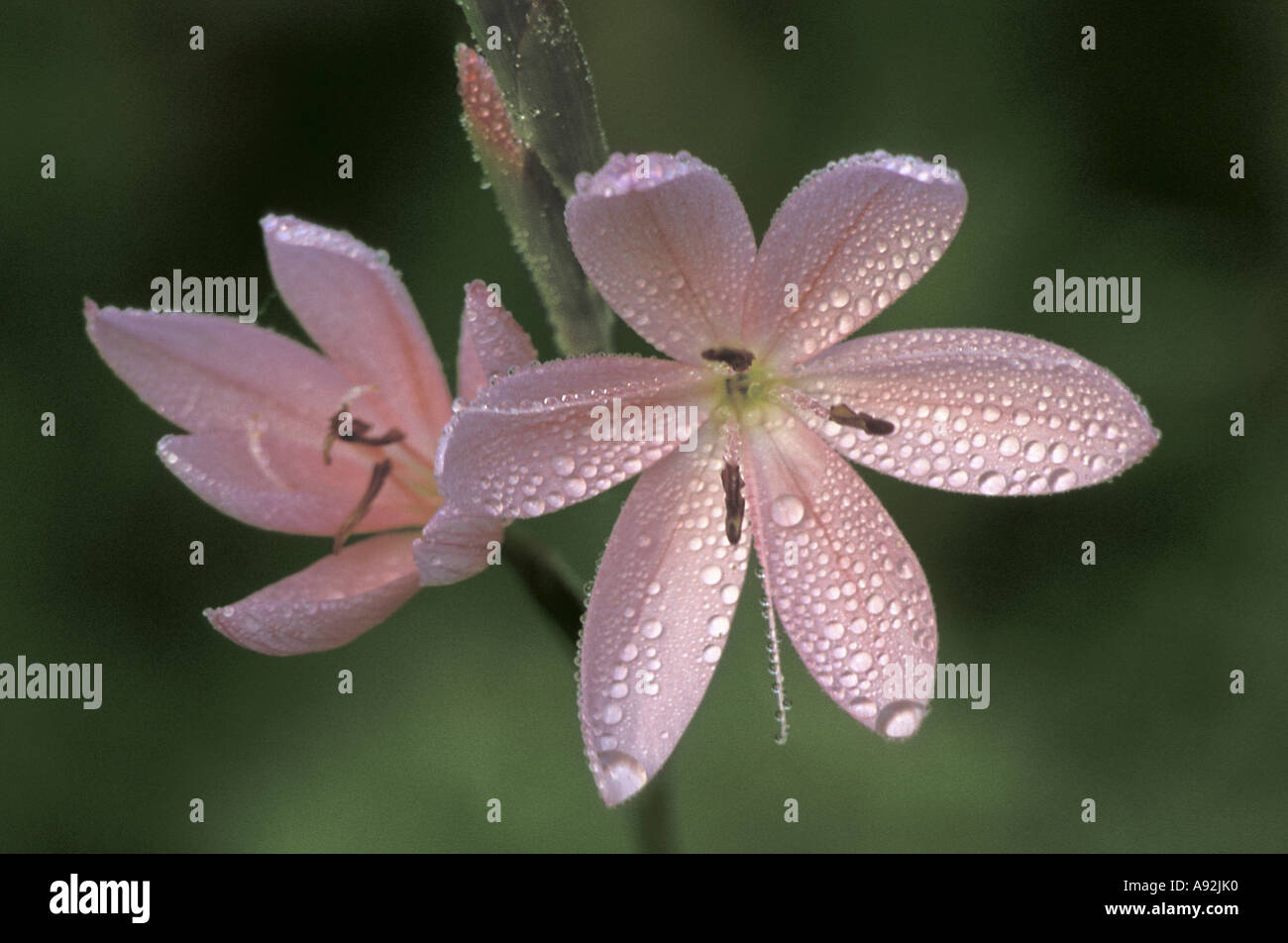 Kafir hi-res stock photography and images - Alamy