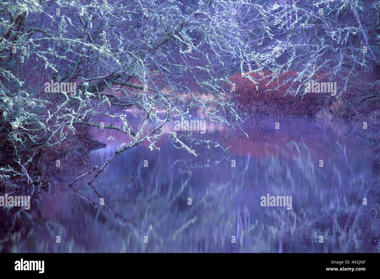 James Pond Olympic National Park Washington USA Stock Photo - Alamy