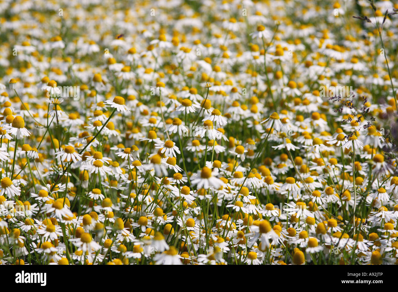 Chamomile Flower Field