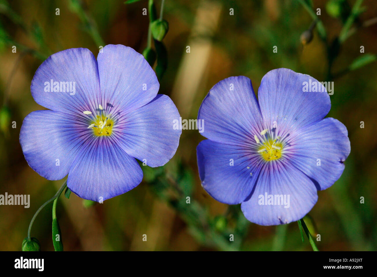 Perennium hi-res stock photography and images - Alamy