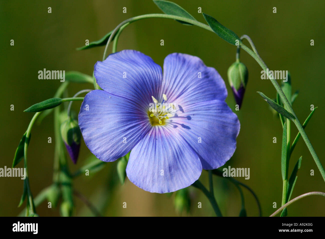 Perennium hi-res stock photography and images - Alamy
