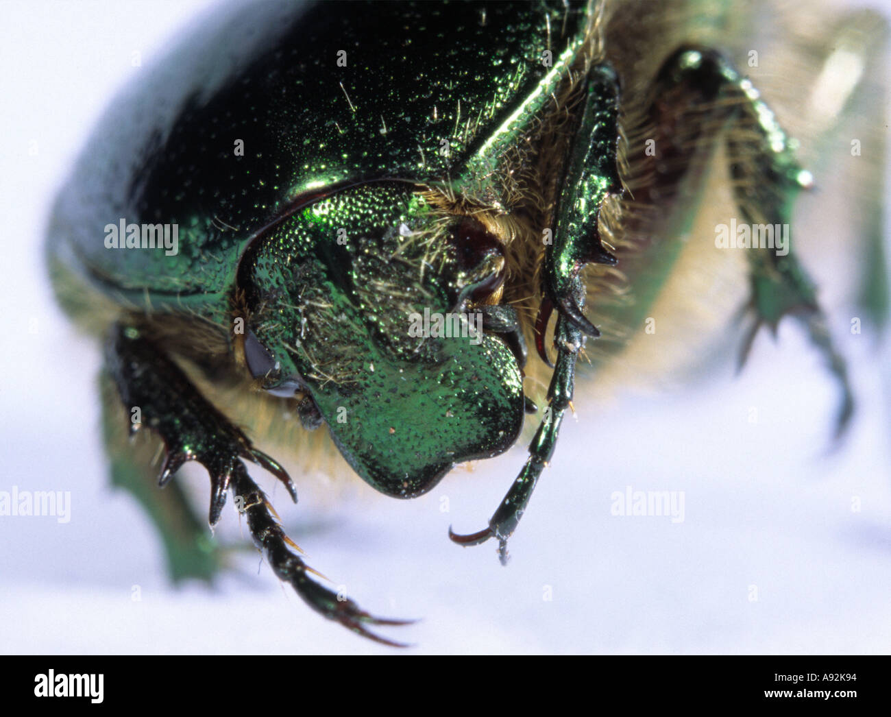 Rose chafer cetonia aurata larva hi-res stock photography and images ...