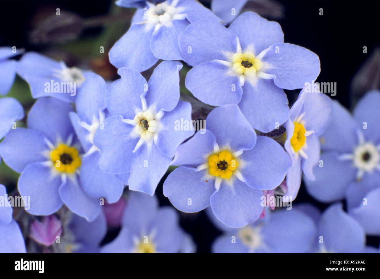 Forget me not flowers Stock Photo - Alamy