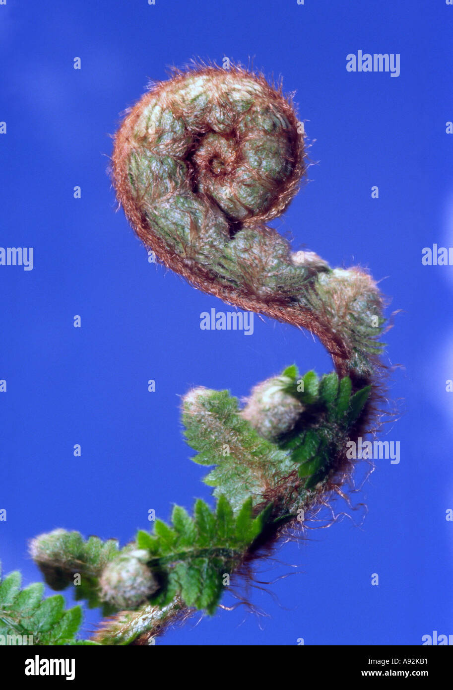 Hedgerow fern hi-res stock photography and images - Alamy