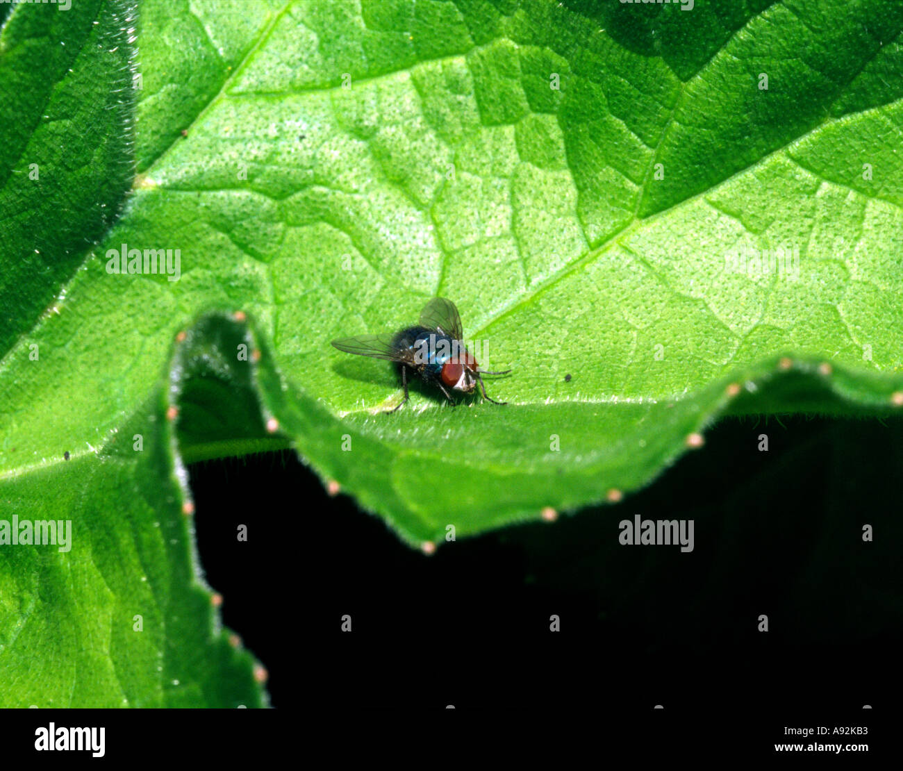 Bluebottle fly uk hi-res stock photography and images - Alamy