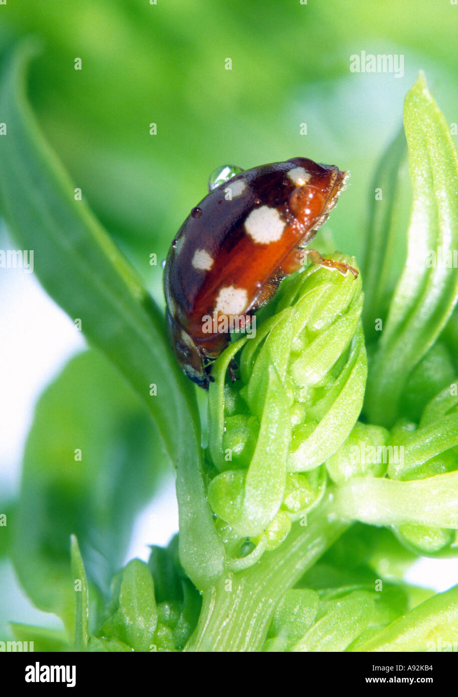 Cream spot ladybird Stock Photo - Alamy