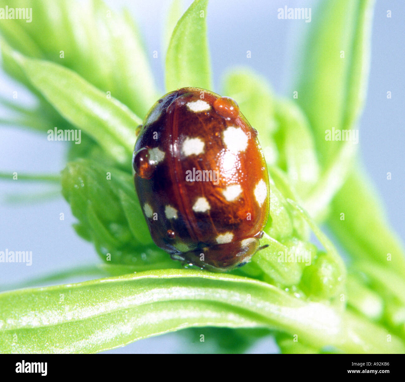 Cream spot ladybird Stock Photo - Alamy