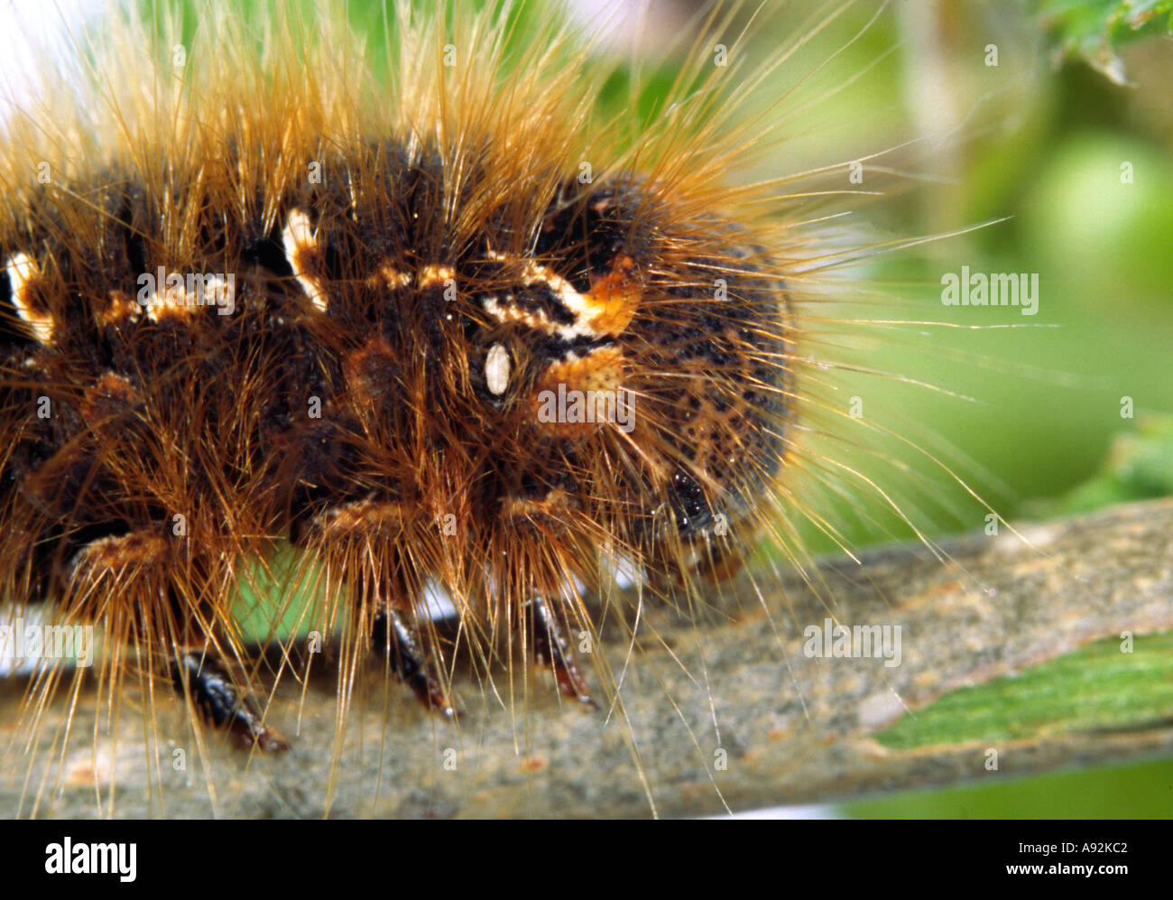 Oak Eggar moth caterpillar Stock Photo - Alamy