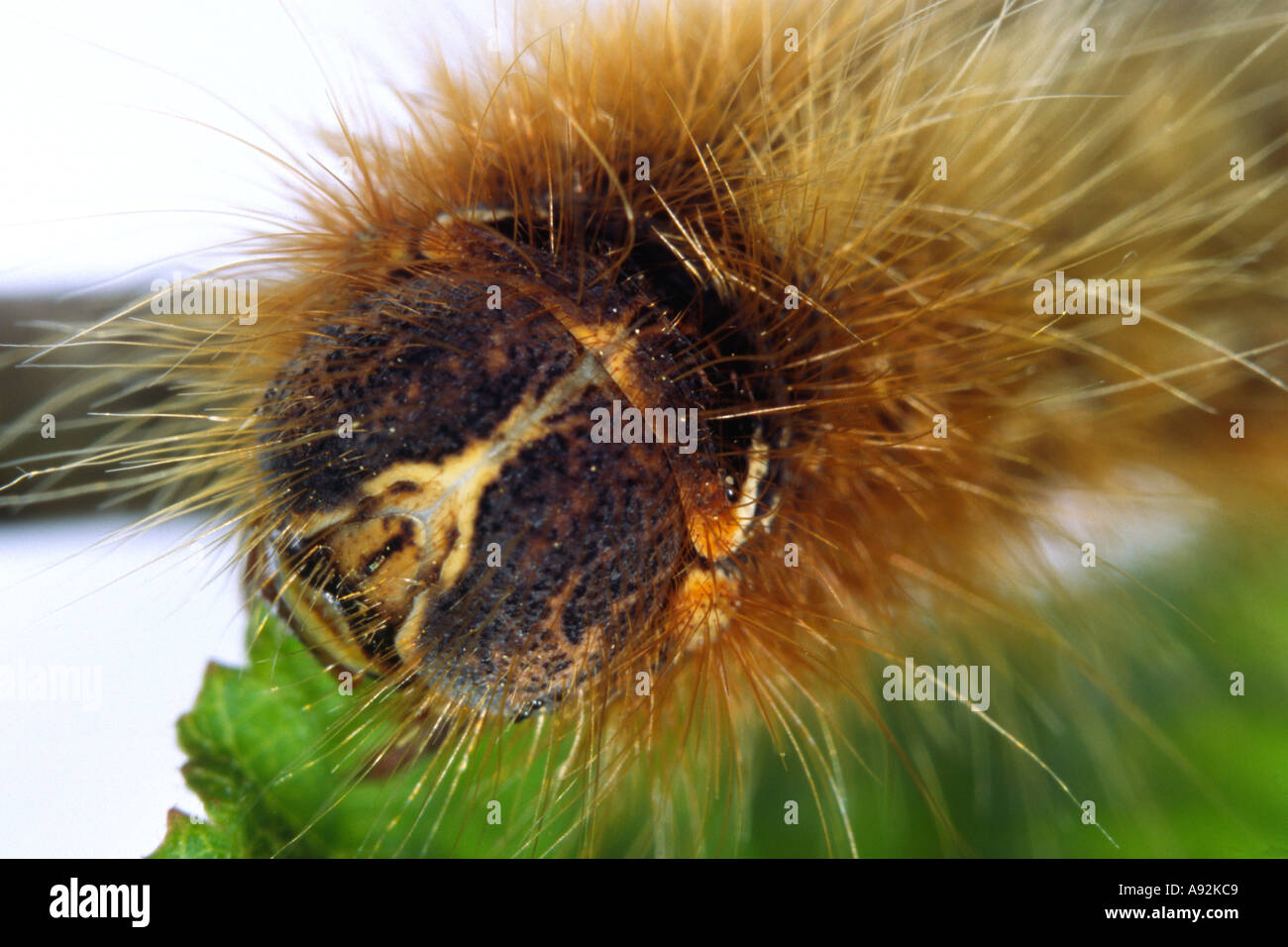 Head of Oak Eggar moth larva Stock Photo - Alamy