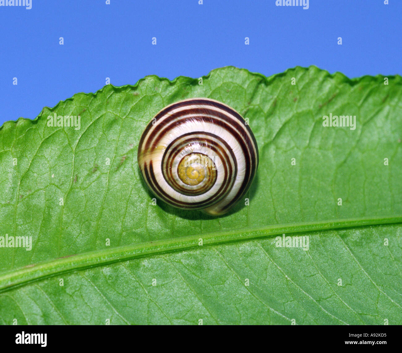 Striped snail shell hi-res stock photography and images - Alamy