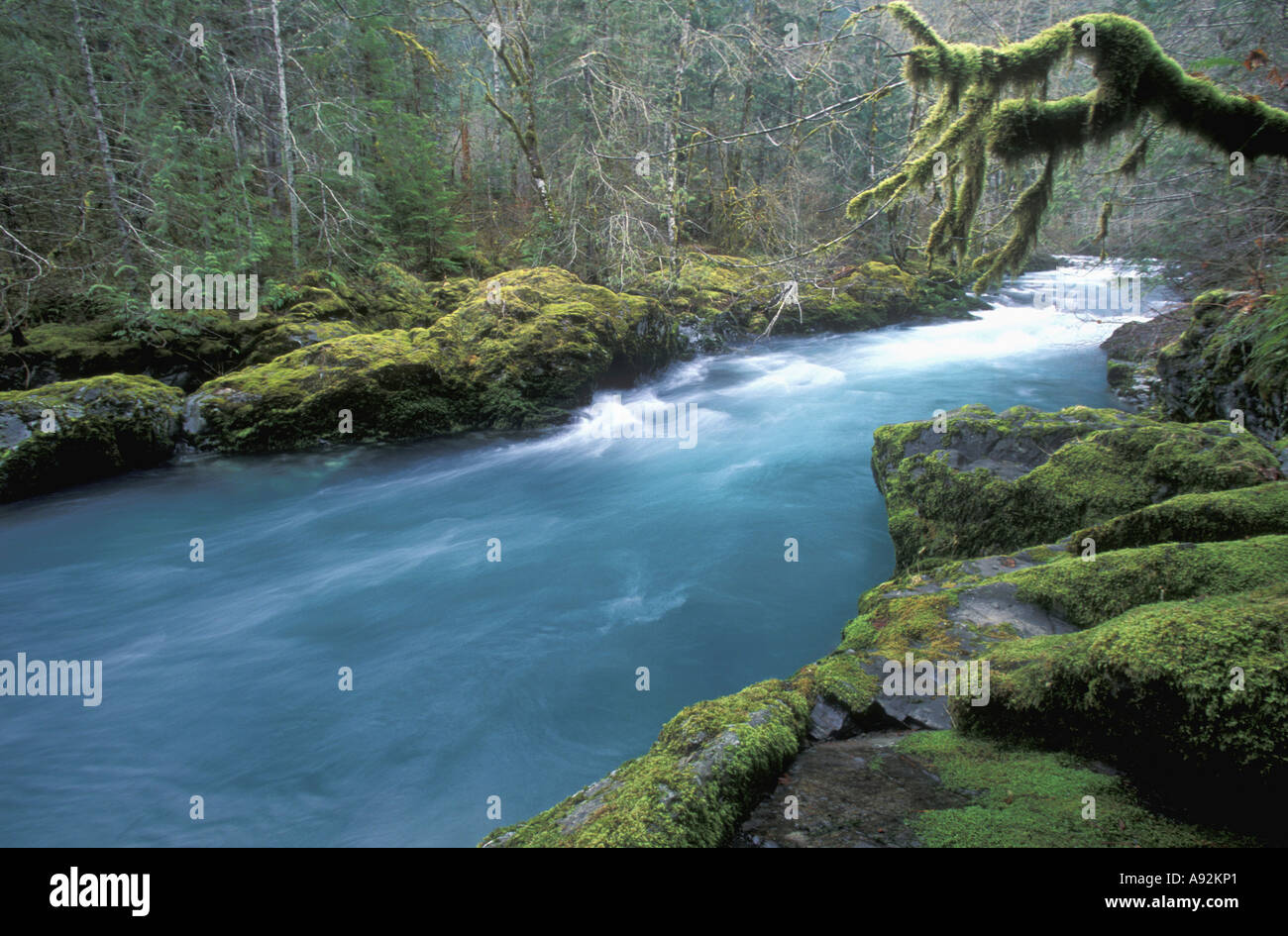 Dungeness River Olympic National Park Washington USA Stock Photo - Alamy