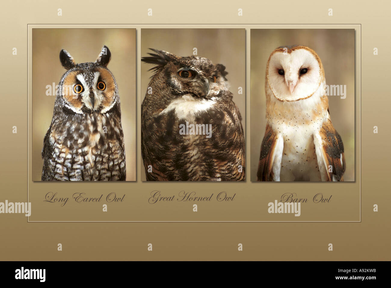 Long Eared Owl Vs Great Horned Owl Great Horned Owl | National