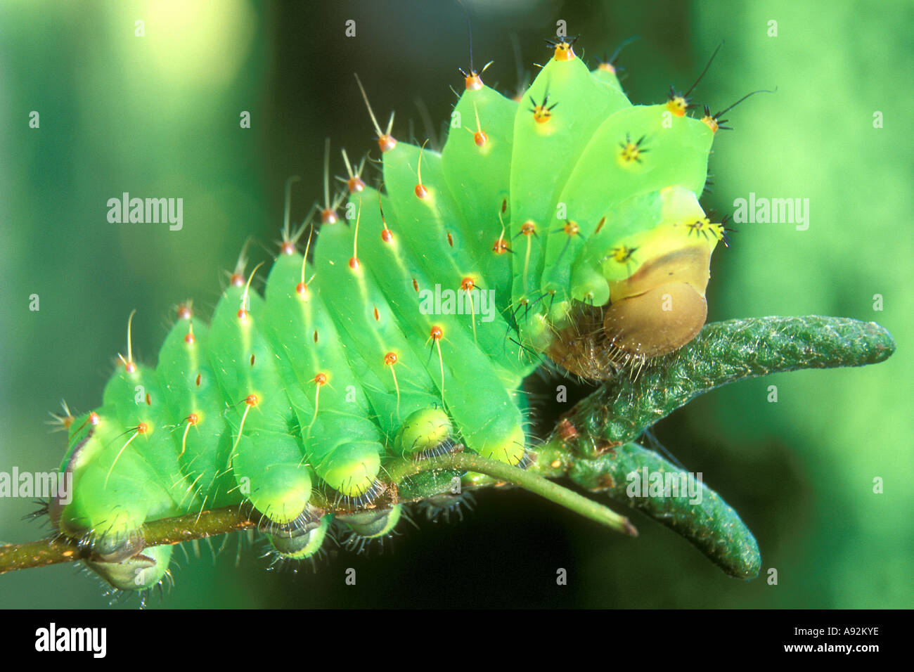 Polyphemus Moth Caterpillar Stock Photo - Alamy