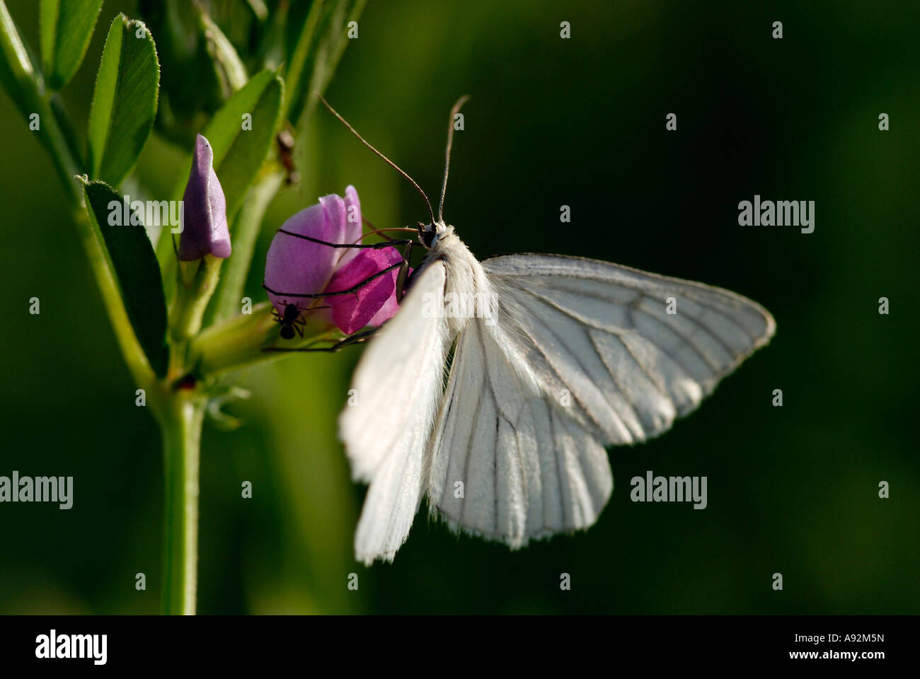 Siona hi-res stock photography and images - Alamy