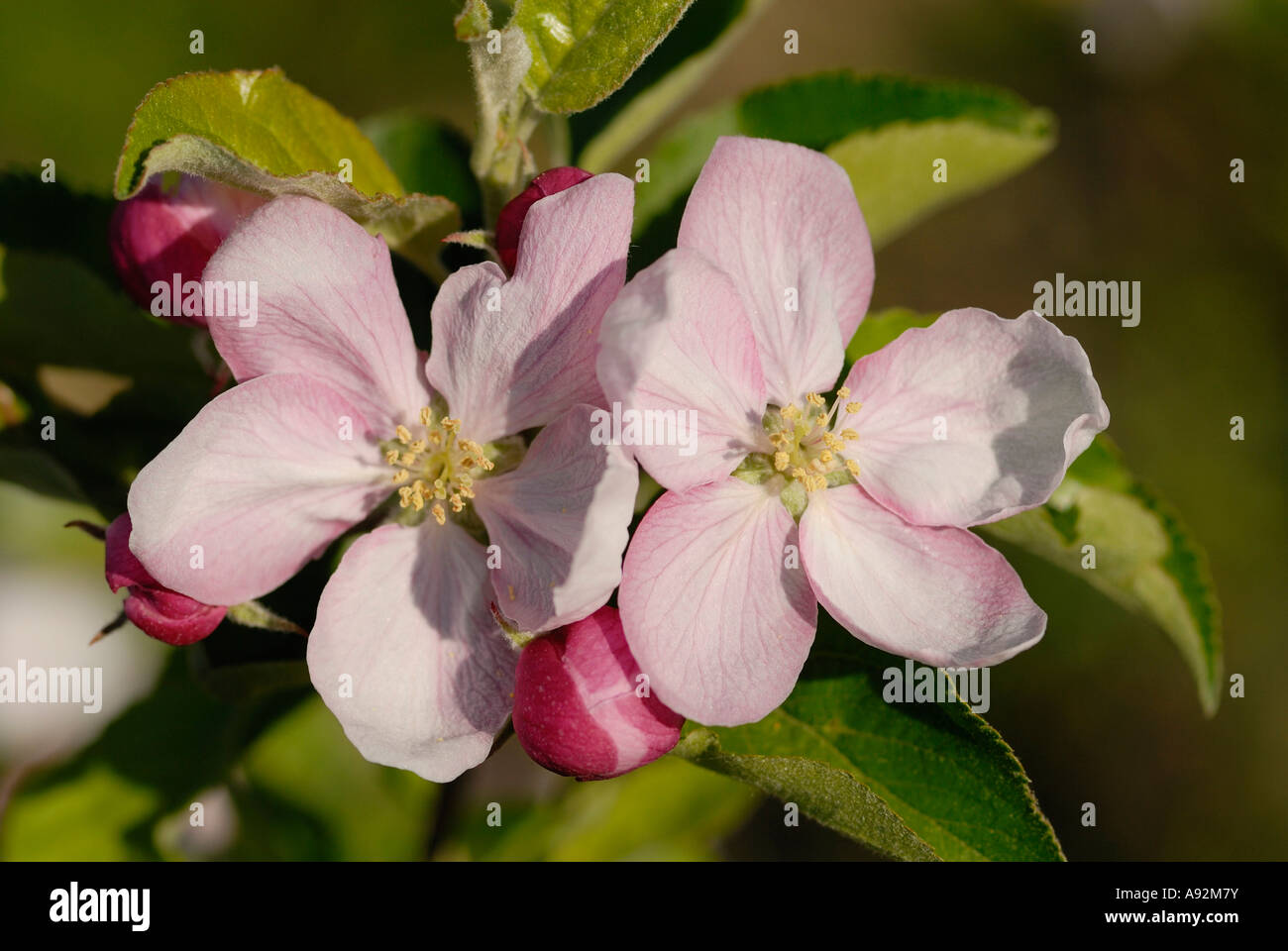 Jahreszeit makro hi-res stock photography and images - Alamy