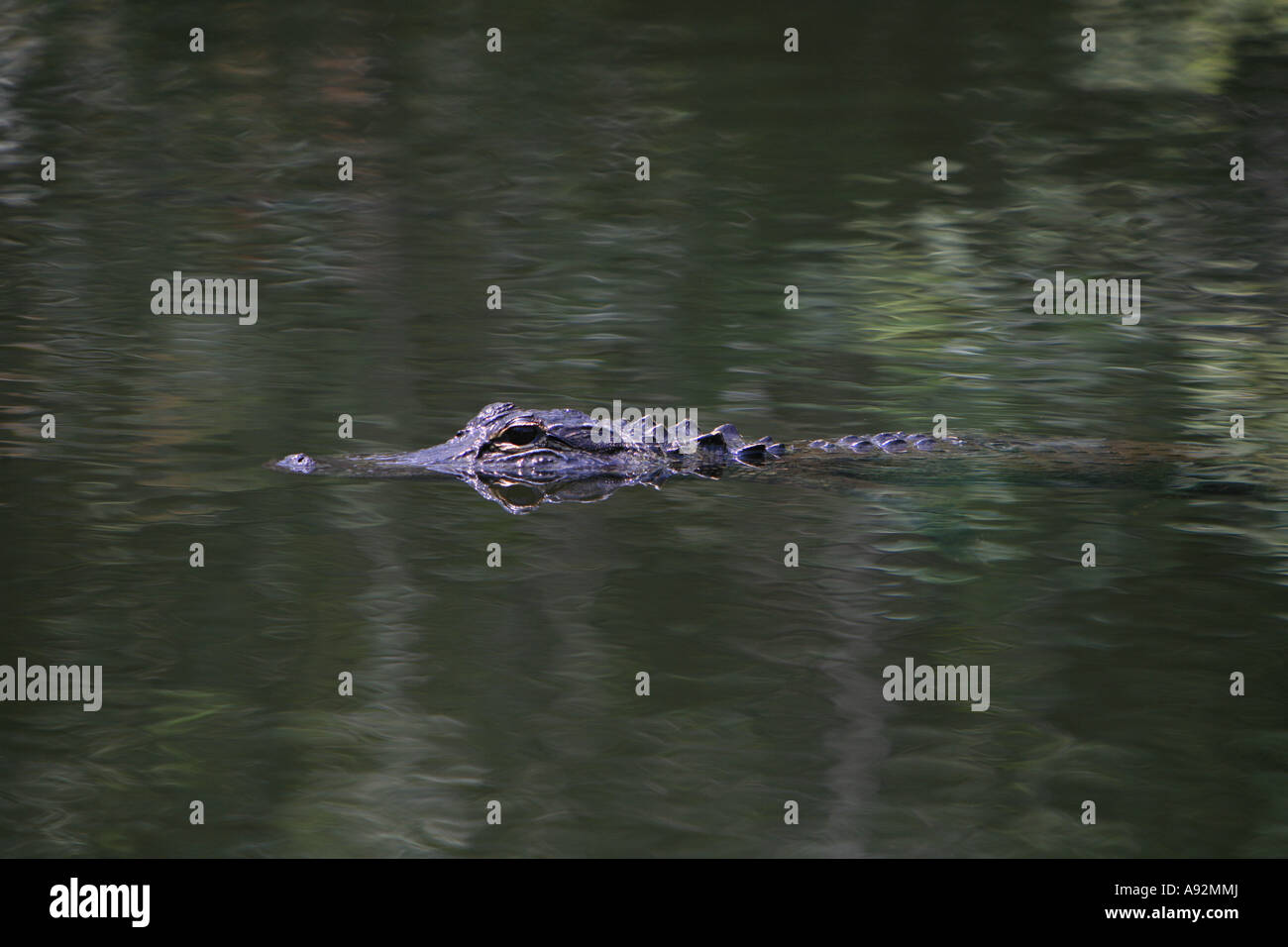 Alligator im sumpf hi-res stock photography and images - Alamy