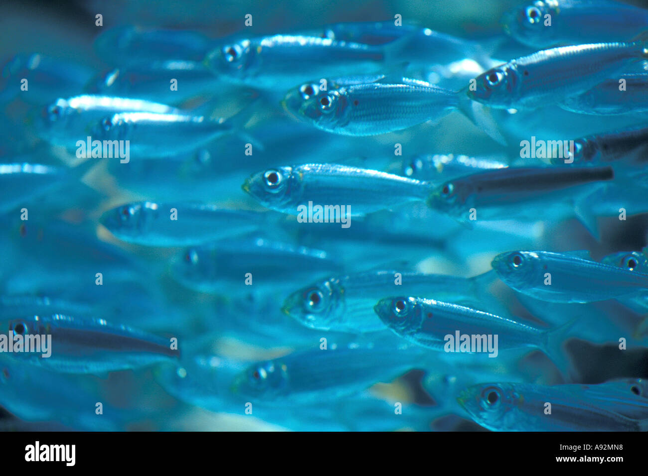 Large group of fish in the sea Stock Photo - Alamy