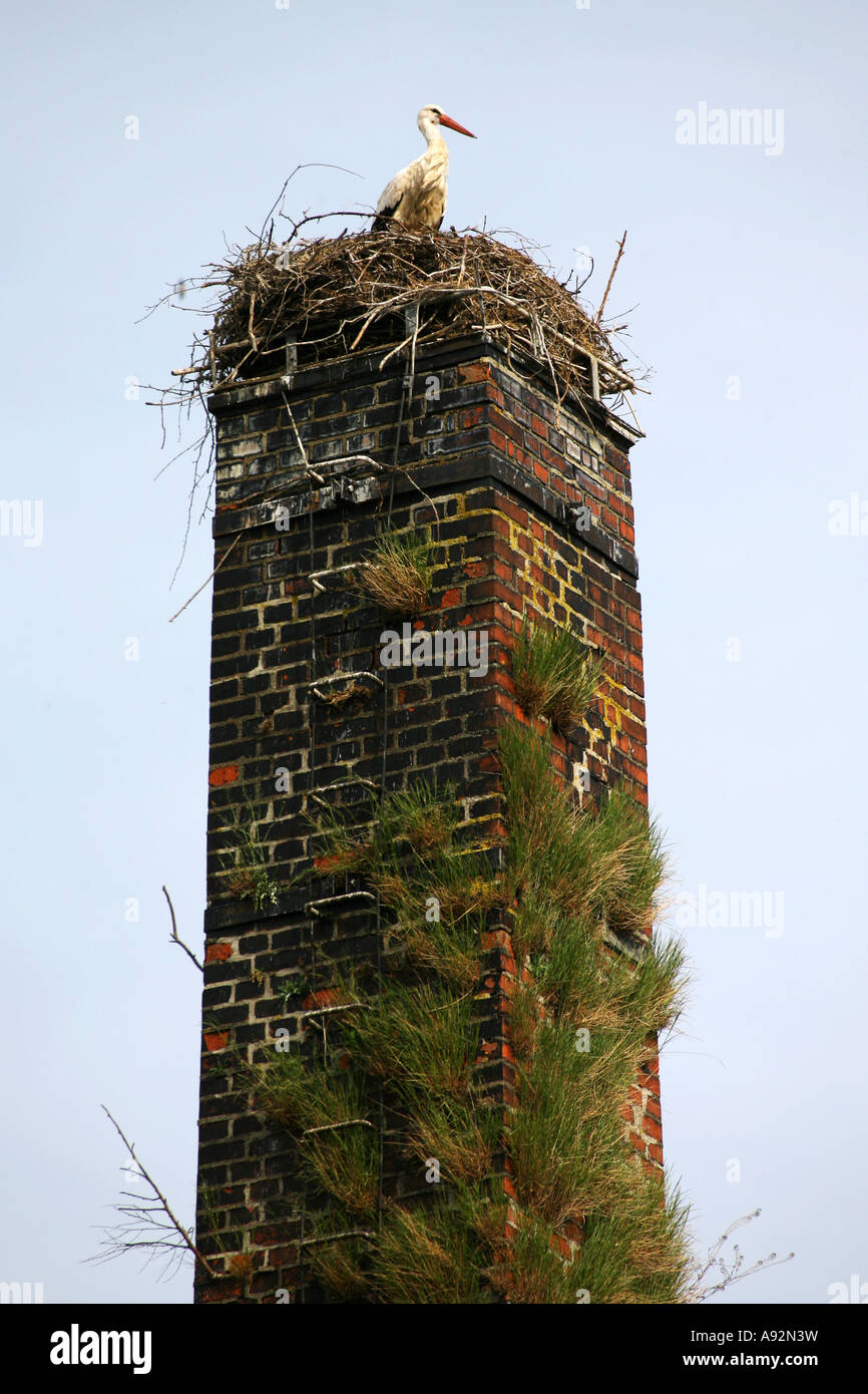 Stork on a chimney Stock Photo - Alamy