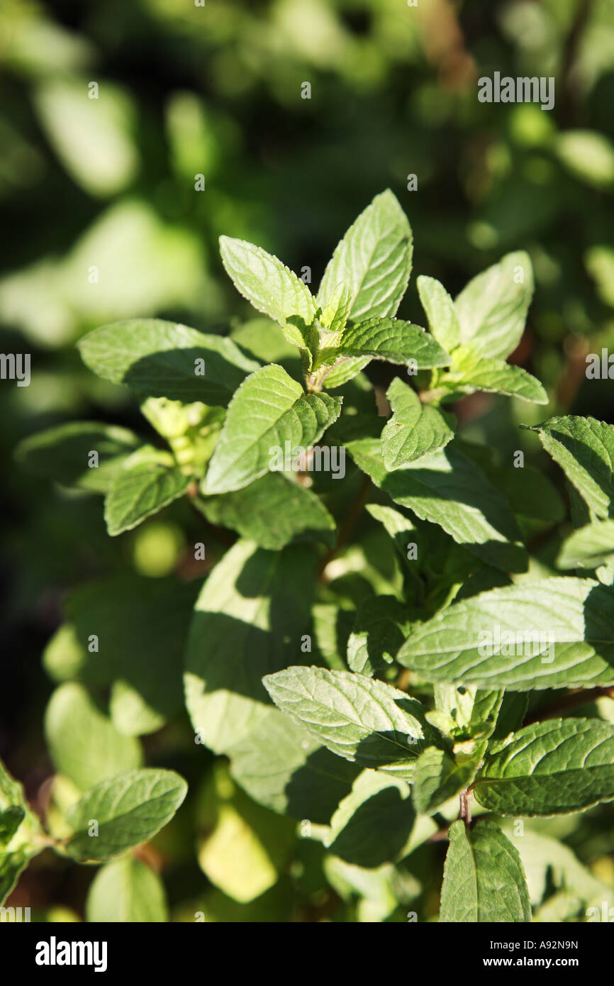 Peppermint (Mentha piperita Stock Photo - Alamy
