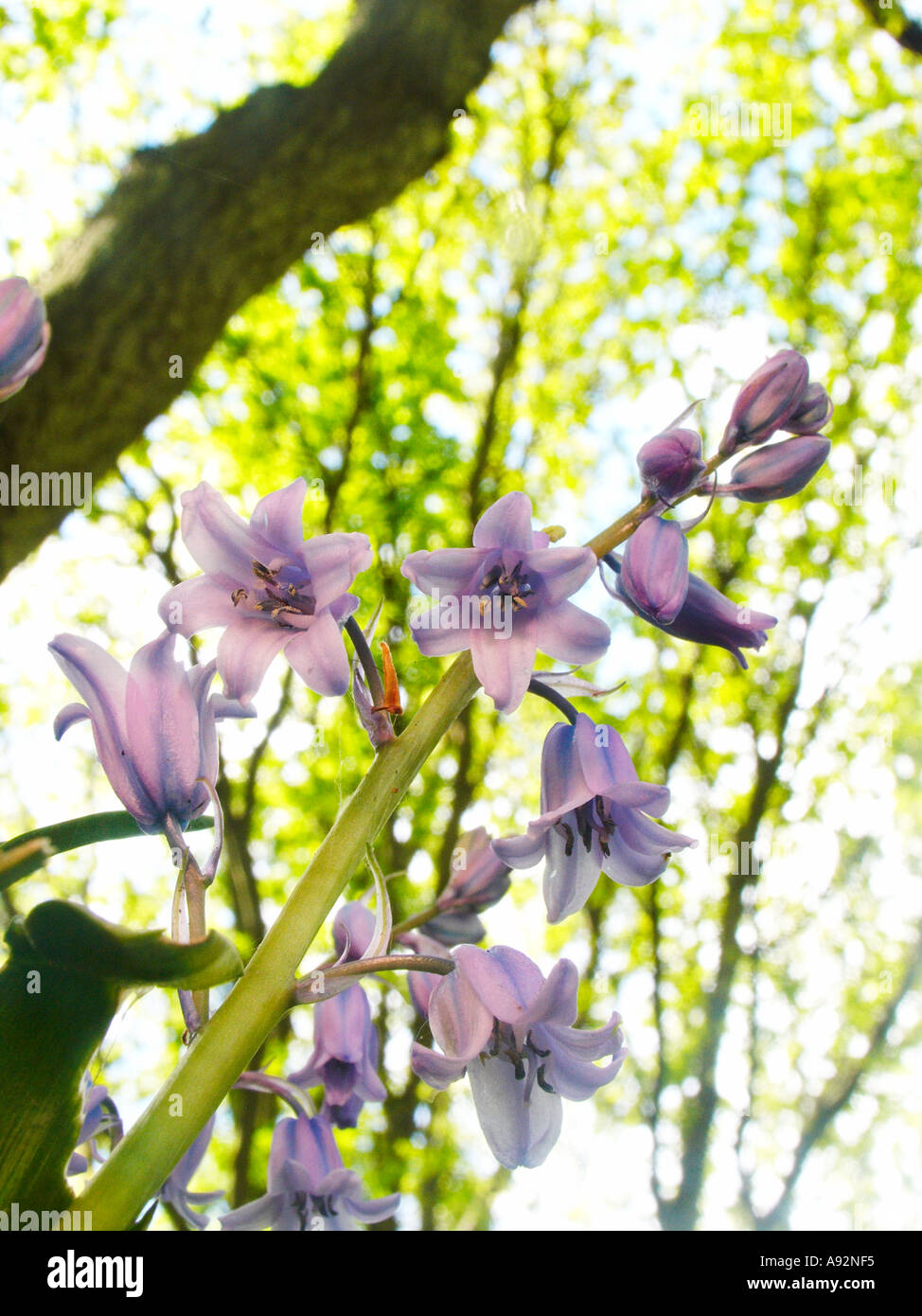 Blue Bells in Spring in a woodland Stock Photo - Alamy