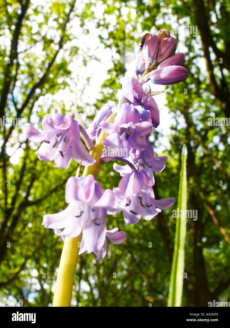 Blue Bells in Spring in a woodland Stock Photo - Alamy