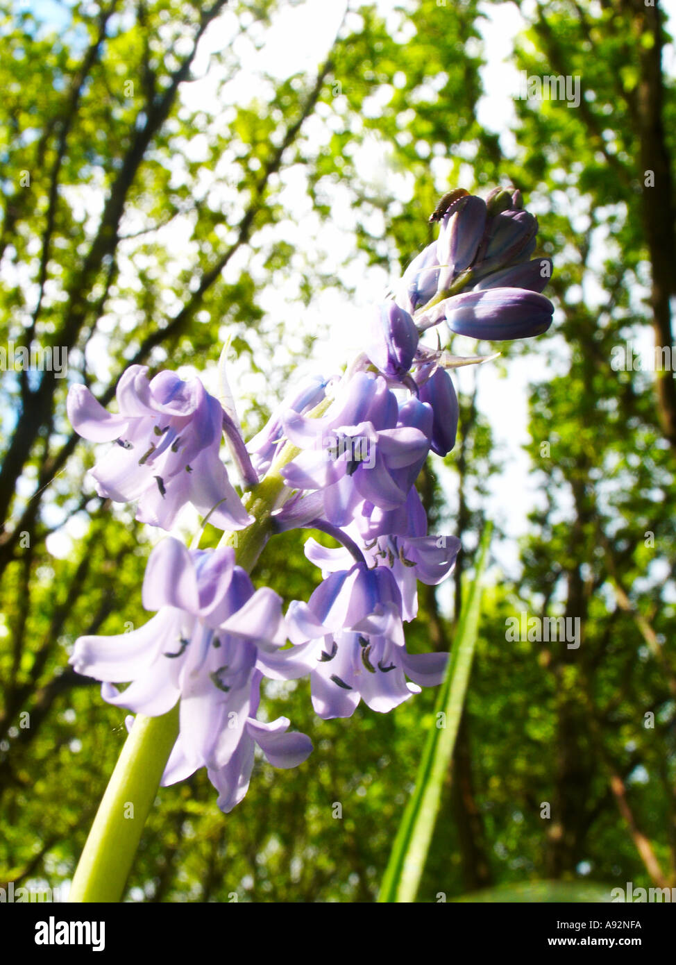 Blue Bells in Spring in a woodland Stock Photo - Alamy