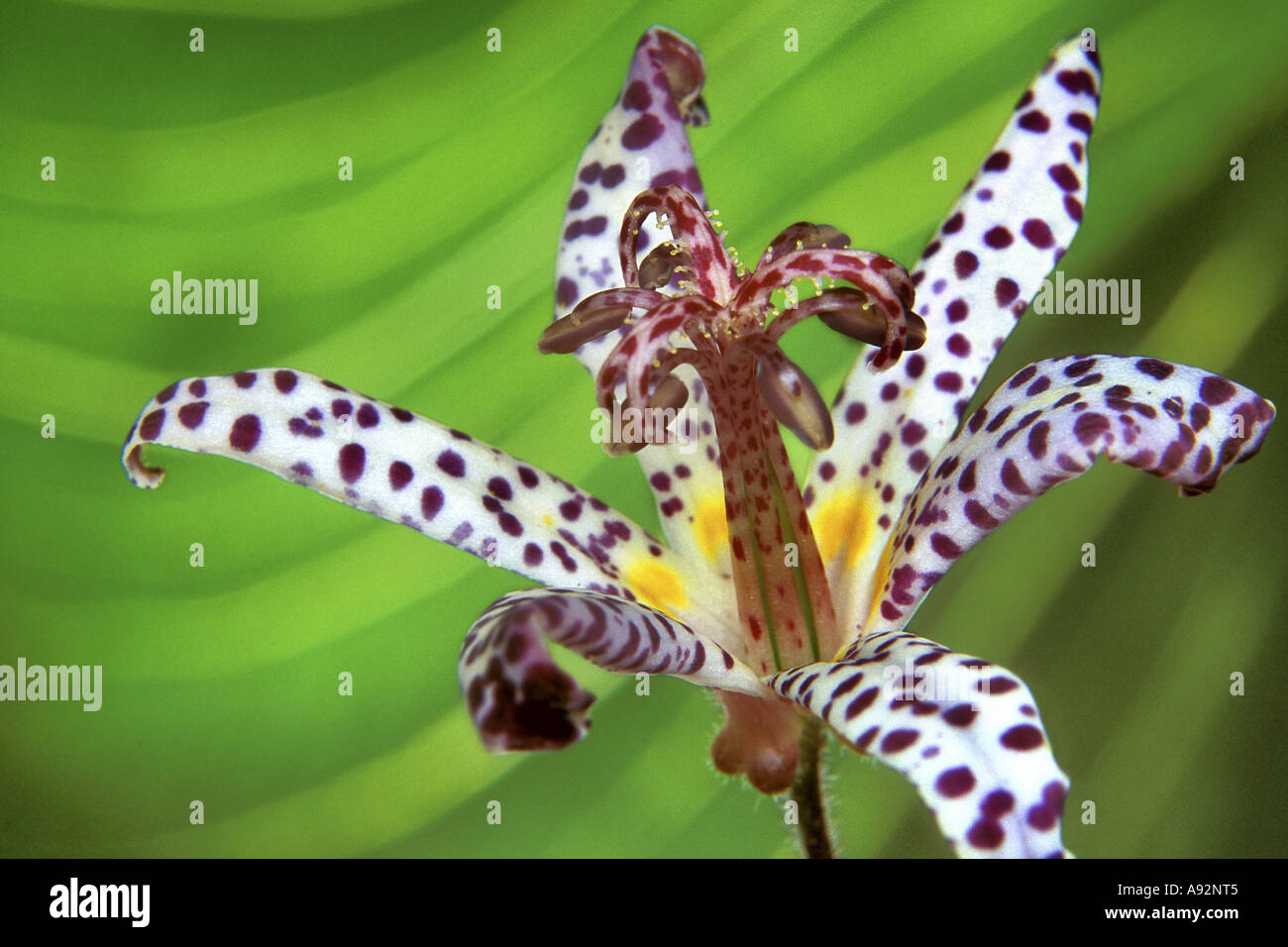 Toad lily hi-res stock photography and images - Alamy