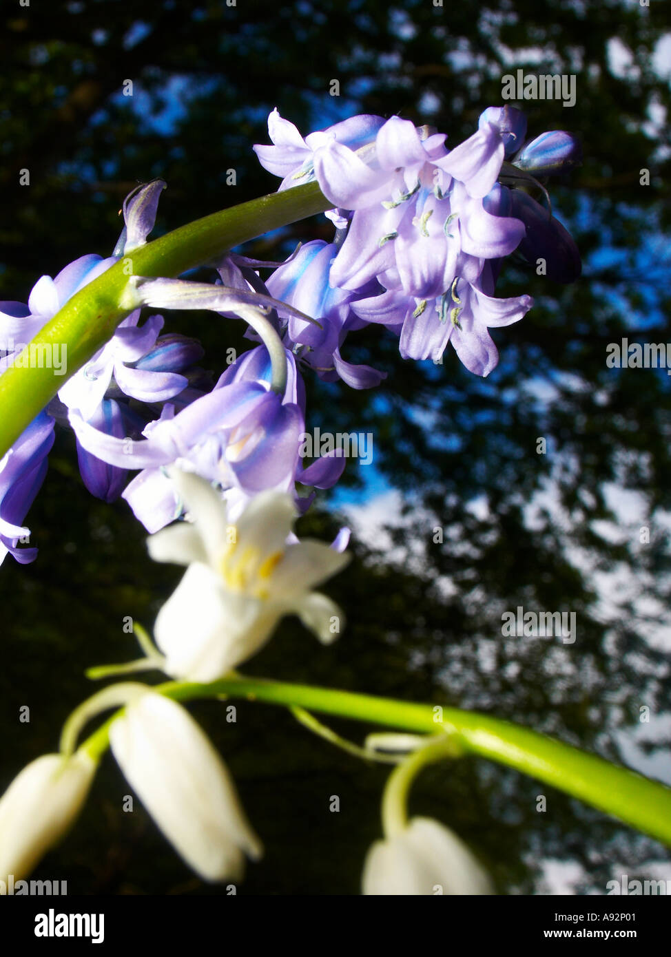 Blue Bells in Spring in a woodland Stock Photo - Alamy