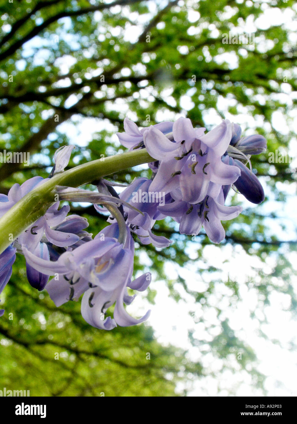 Blue Bells in Spring in a woodland Stock Photo - Alamy