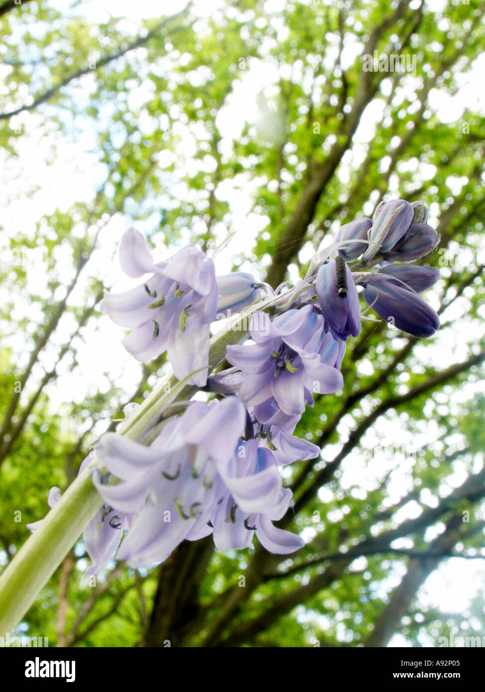 Blue Bells in Spring in a woodland Stock Photo - Alamy