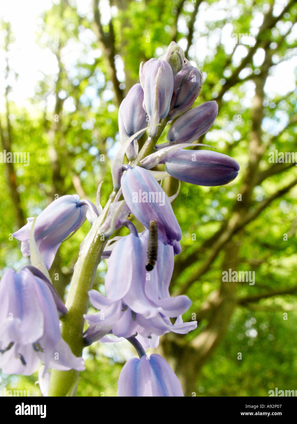 Blue Bells in Spring in a woodland Stock Photo - Alamy