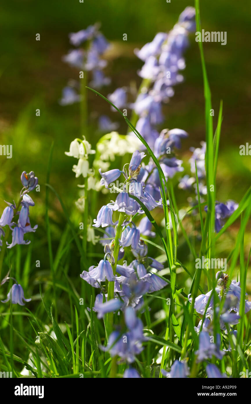 Blue Bells in Spring in a woodland Stock Photo - Alamy