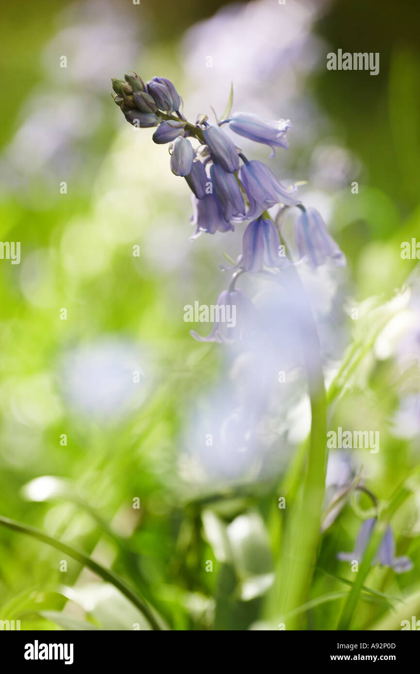 Blue Bells in Spring in a woodland Stock Photo - Alamy